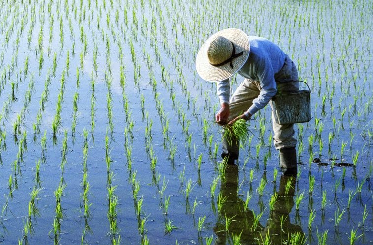 Japan Farming